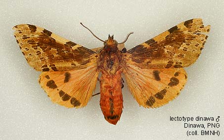 Papua Insects Foundation (Lepidoptera/Erebidae/Arctiinae/Spilosoma dinawa)
